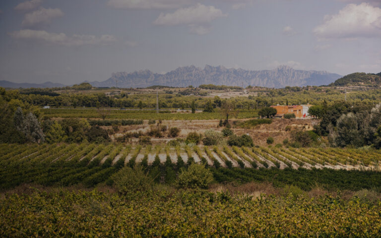 DO Cava - Catalan Wines