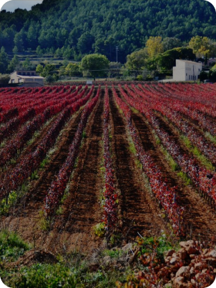 DO Penedès - Catalan Wines