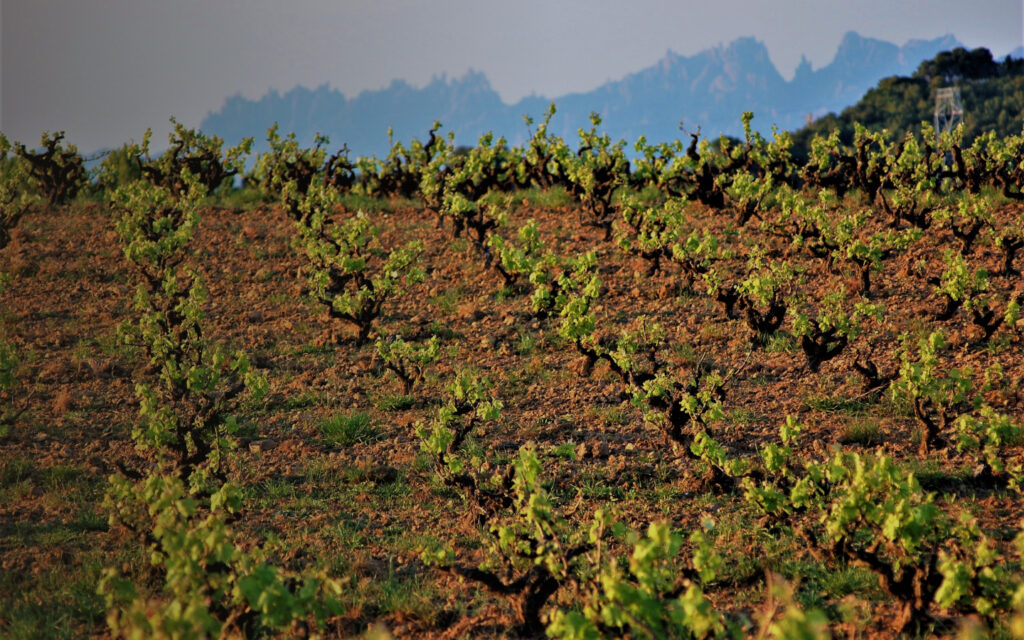 DO Penedès - Catalan Wines 🍇